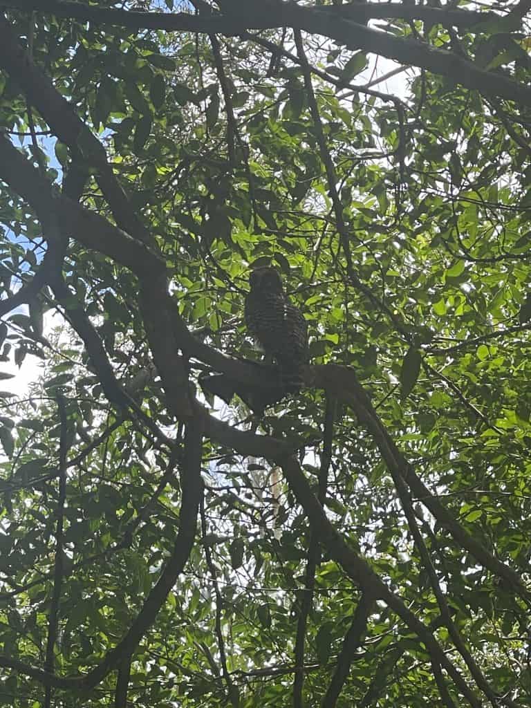 Bullocky Rest - AdventurerZ